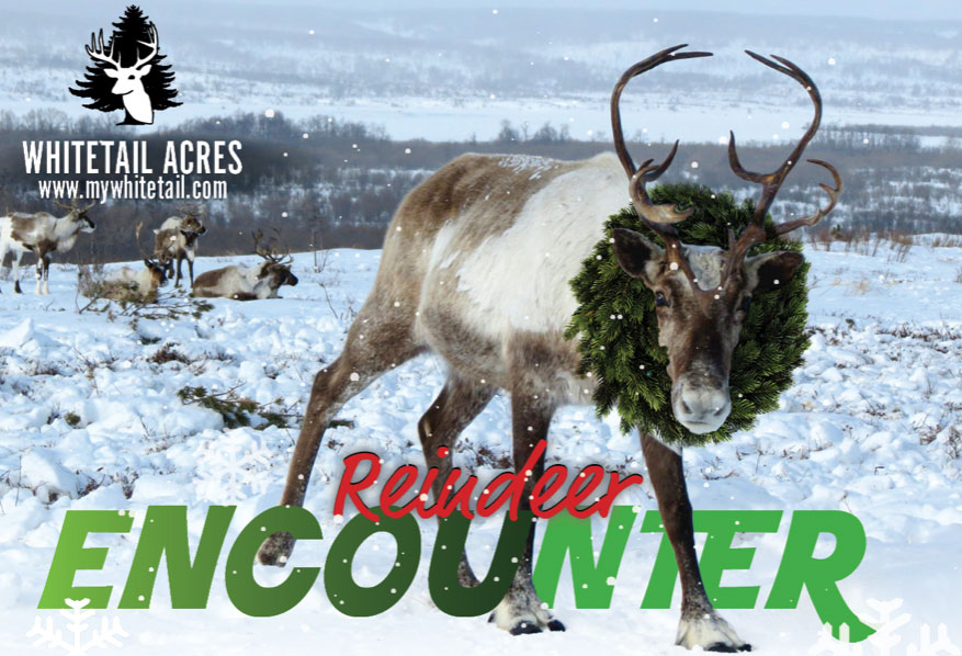 Whitetail Acres Reindeer Encounter | Whitetail Acres Reindeer Encounter