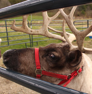 Whitetail Acres Reindeer Encounter | Whitetail Acres Reindeer Encounter
